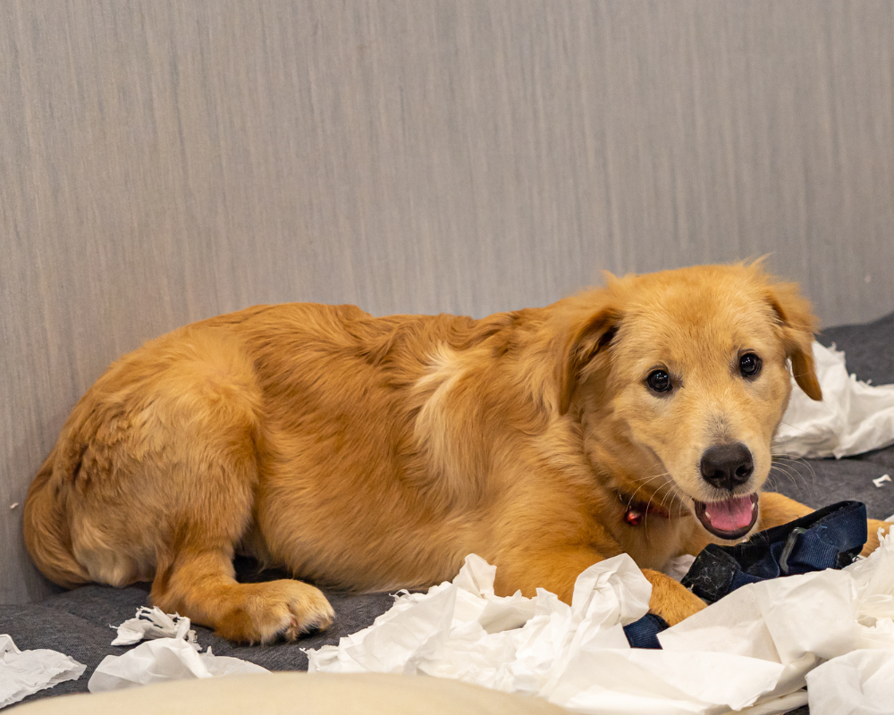 Educando a tu Perrito con Snacks: Consejos para un Entrenamiento Efect ...